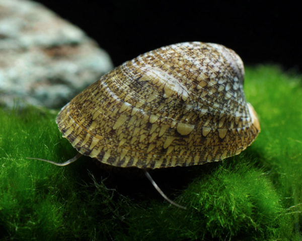 Septaria Porcellana (Slatkovodni prilepak)