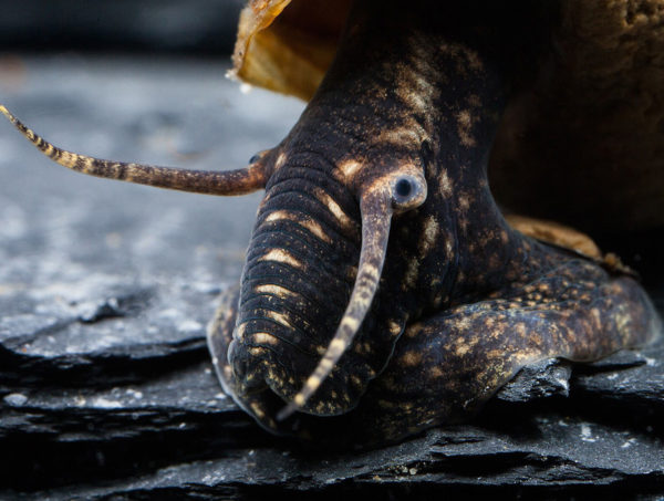 Tylomelania Sp. (Dwarf Black Sulawesi Rabbit Snail)