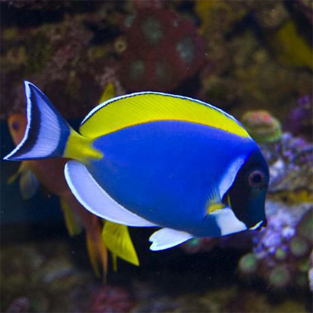 Acanthurus Leucosternon – Powder blue tang