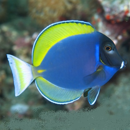 Acanthurus leucosternon Hybrid – Powder Blue