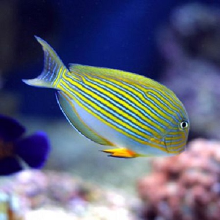 Acanthurus Lineatus – Clown Tang