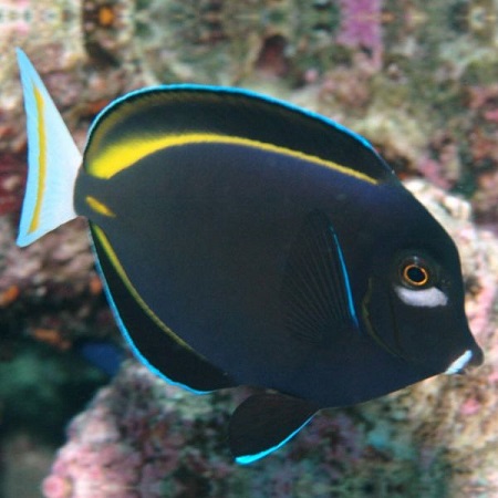 Acanthurus Nigricans – Whitecheek Tang