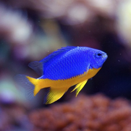 Azure Damselfish – Chrysiptera hemicyanea