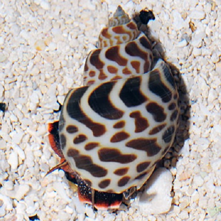 Babylon Snail – Babylonia formosae