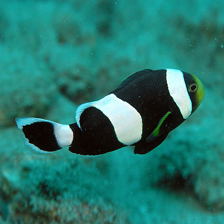 Black Saddleback Clownfish – Amphiprion polymnus