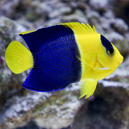 Centropyge Bicolor – Bicolor Angelfish