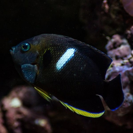 Centropyge Tibicen – Tibicen Angelfish