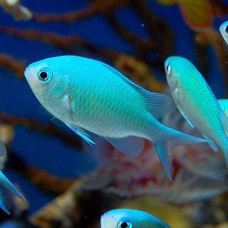 Chromis Viridis – Blue/Green Reef Chromis