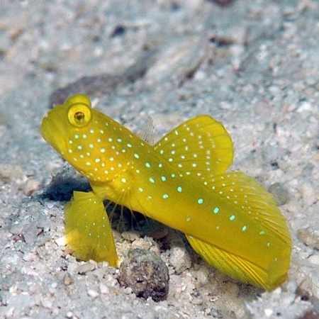 Cryptocentrus Cinctus – Yellow Watchmen Goby