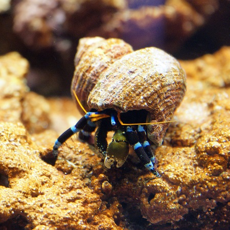 Electric Blue Hermit Crab – Calcinus elegans