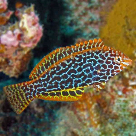 False Leopard Wrasse – Macropharyngodon ornatus