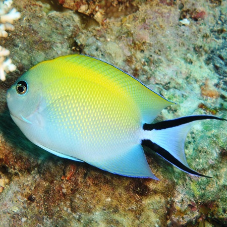 Genicanthus Melanospilos – Spotbreast Angelfish