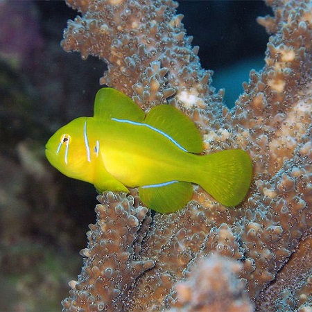 Gobiodon Citrinus – Clown Goby, Citrinis