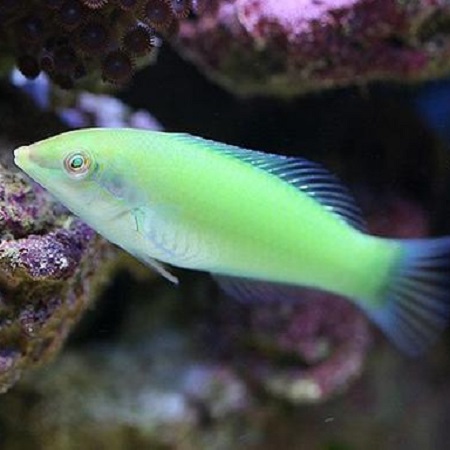 Green Wrasse – Halichoeres Chloropterus