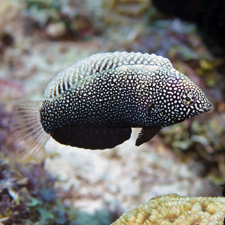 Macropharyngodon Negrosensis – Black Leopard Wrasse