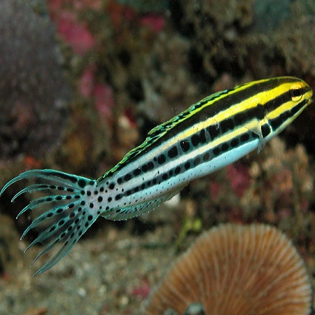 Meiacanthus Grammistes – Striped Blenny