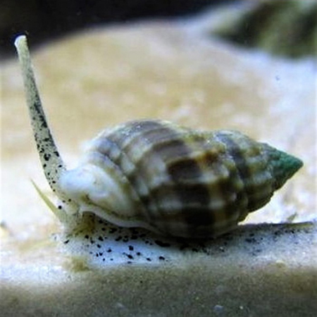 Nassarius Vibex – Nassarius Snail