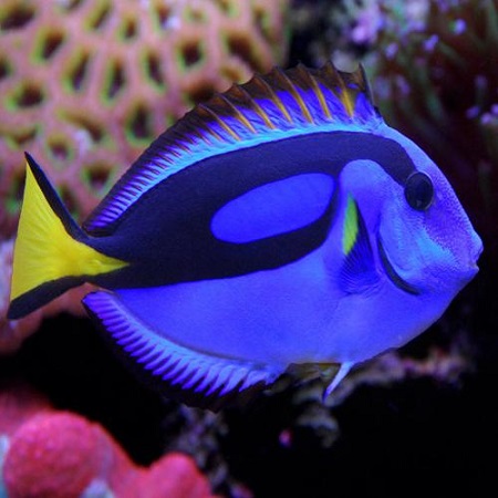 Paracanthurus Hepatus – Blue Tang