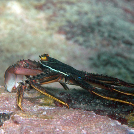 Percnon Planissimum – Sally Foot Crab