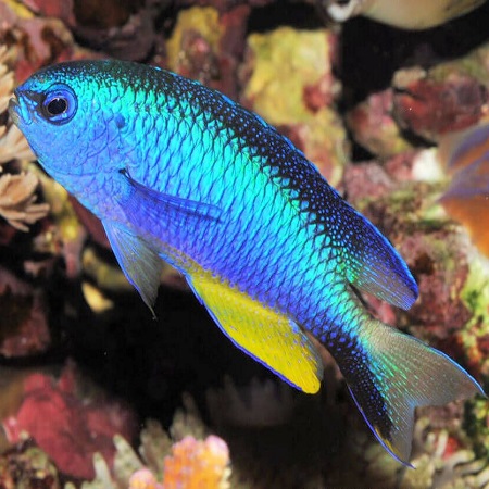 Pomacentrus Alleni – Neon Damselfish