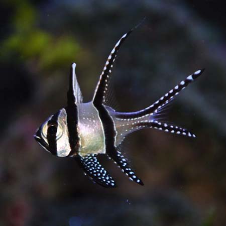 Pterapogon Kauderni – Kaudern’s Cardinalfish