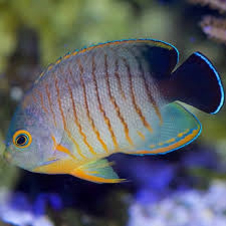 Red Stripe Angelfish – Centropyge eibli