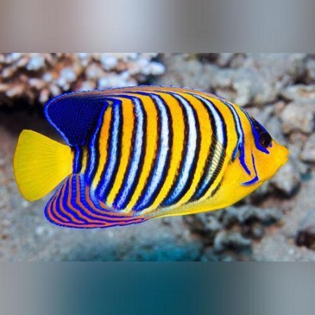 Regal Angelfish – Pygoplites Diacanthus RED SEA