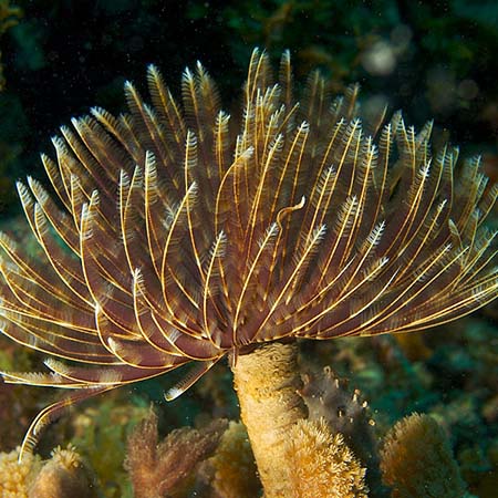 Sabellastarte sp – Brown/White Feather Duster