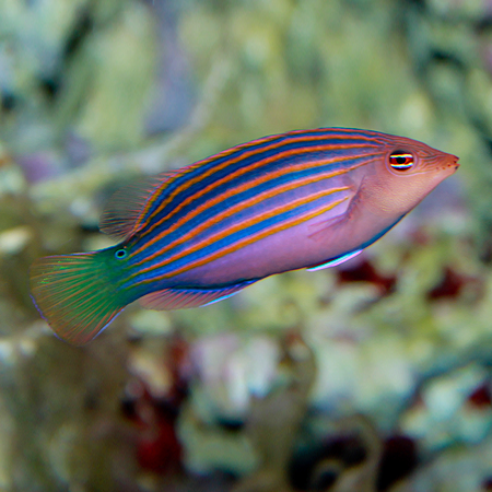 Six Line Wrasse – Pseudocheilinus Hexataenia