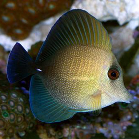 Zebrasoma Scopas – Scopas Tang