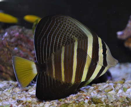 Zebrasoma Veliferum – Sailfing Tang