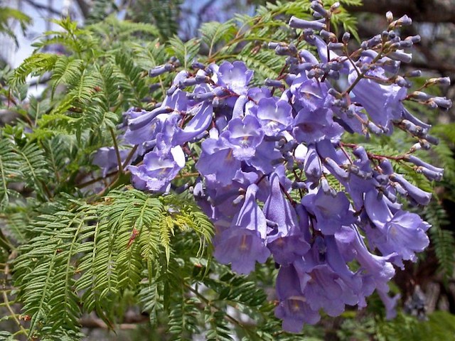 Jacaranda - Jakaranda (seme)