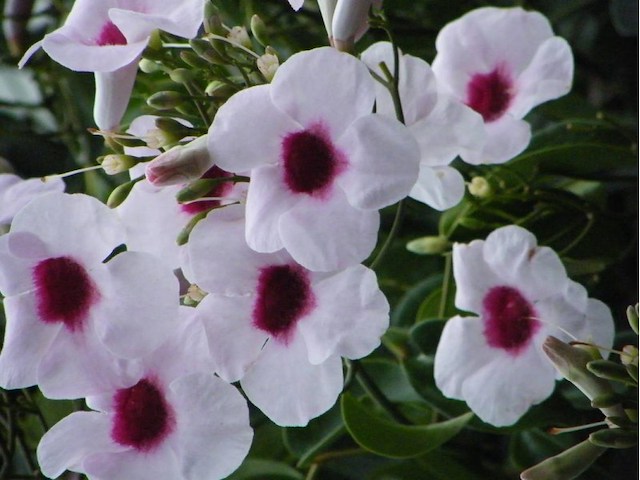 PANDOREA JASMINOIDES, RETKA,SOBNA PENJAČICA, CVETNICA