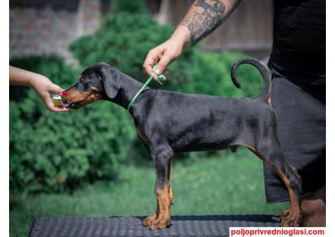 Doberman štenci