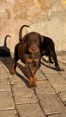 Doberman , štene