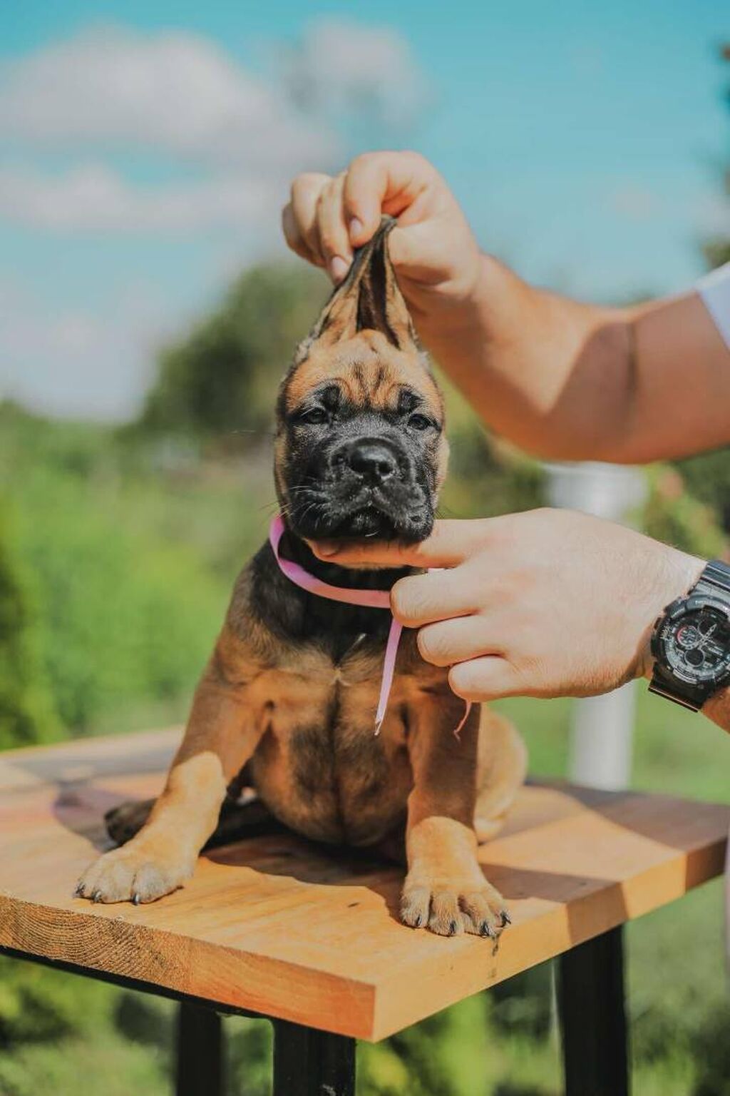 Postanite vlasnik jednog od naših vrhunskih Cane Corso štenaca