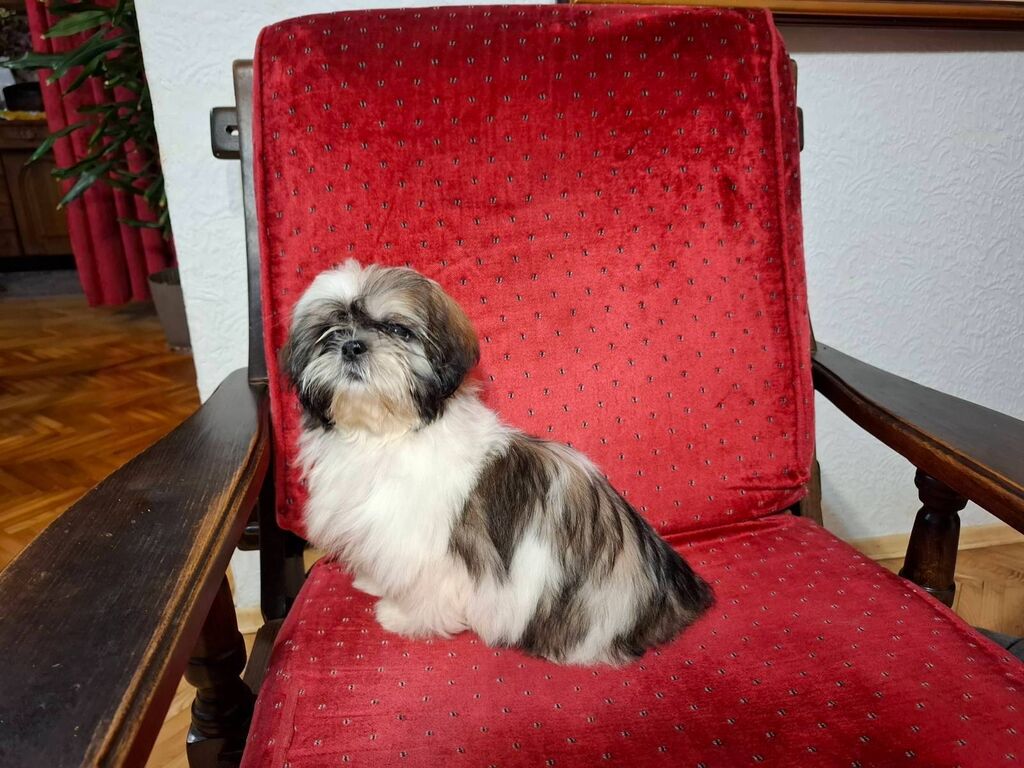 Odgajivačnica "BISER OD RAVANICE" koja se bavi odgajanjem Shih-Tzu