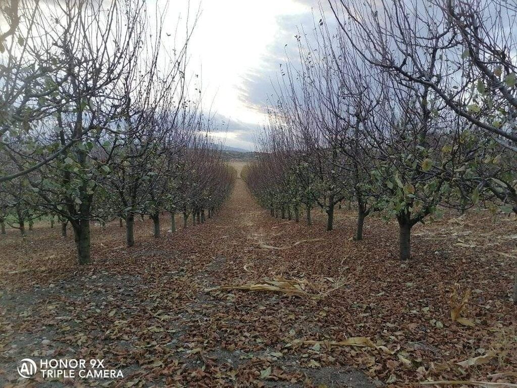 Rezači orezujem vocnjake i vinograde. Grupa ili pojedinac _