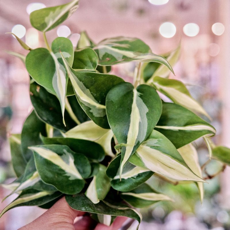 Filadendron Silver stripe