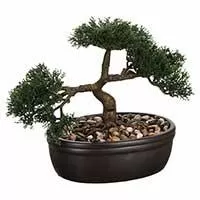 Bonsai H=23 cm u Keramičkoj Saksiji - Atmosphera Createur d interieur