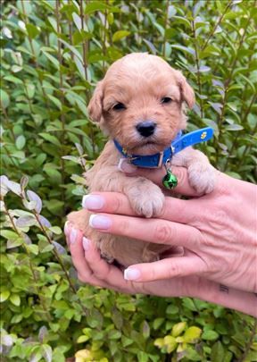 Maltipoo, štene