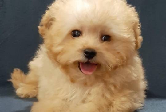 MALTIPOO oba pola