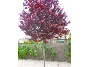 Crvenolisna Ukrasna Šljiva - Prunus cerasifera 'Pissardii Nigra'