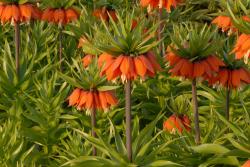 Fritillaria Imperialis Aurora – 1 lukovica