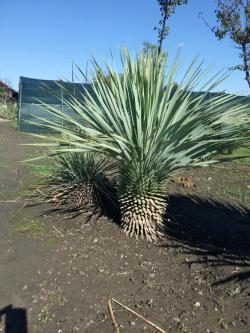 Yucca Rostrata -23C