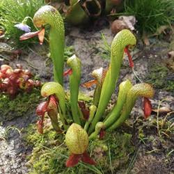 Darlingtonia californica (10 SEMENKI) biljka mesožderka