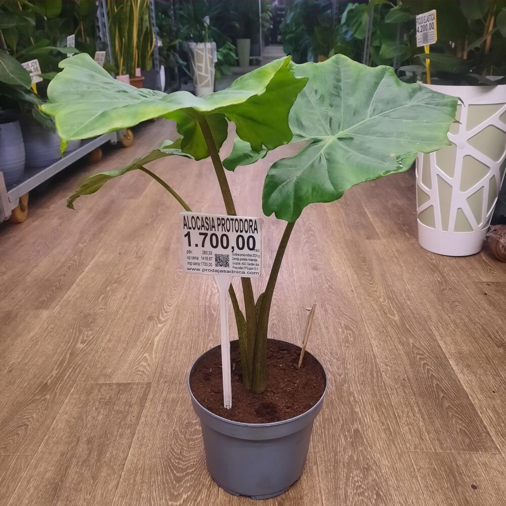 Alocasia protodora 65 cm