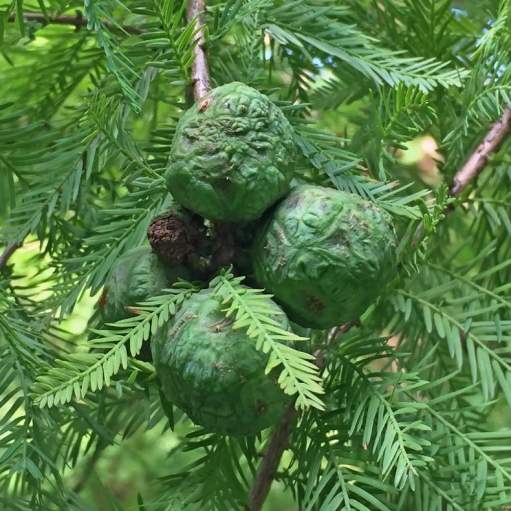 Taxodium distichum 140 cm