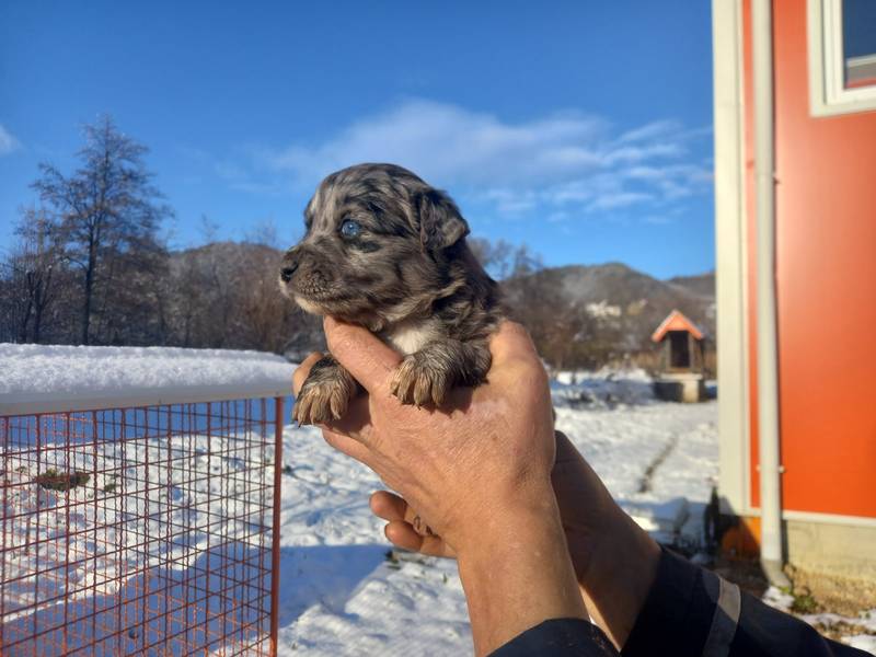 Poklanjam mešance pulina i šarplaninca