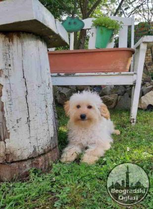 Goldendoodle dvije zenke